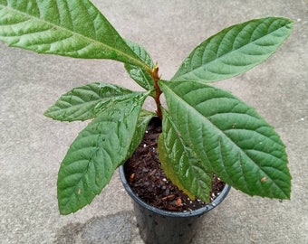 Dwarf Loquat Tree - Etsy
