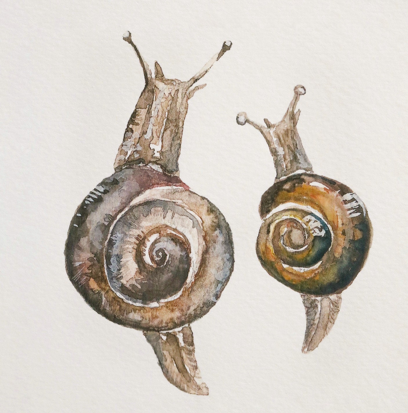 Snails: Watercolor Art Print, Nature Art Work, Snail Art Print, Animal ...