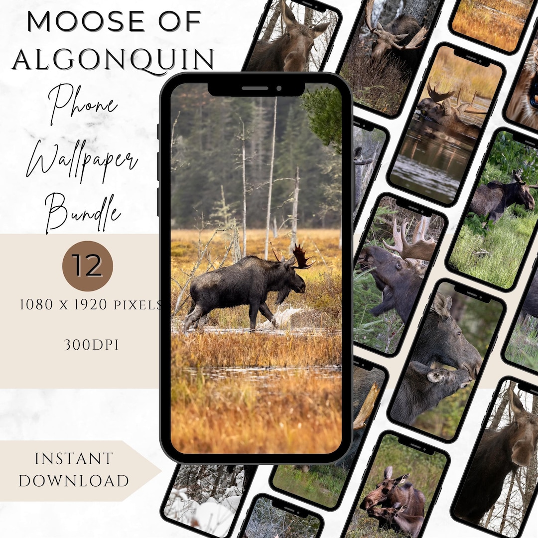 Wild Moose Phone Wallpaper Bundle | Stunning Nature Backgrounds ...