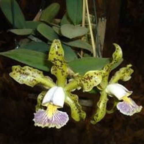 Bc. Mary Dodson / Brassavola Nodosa X Cattleya Schilleriana - Etsy Bc. Mary Dodson / Brassavola Nodosa X Cattleya Schilleriana - Etsy