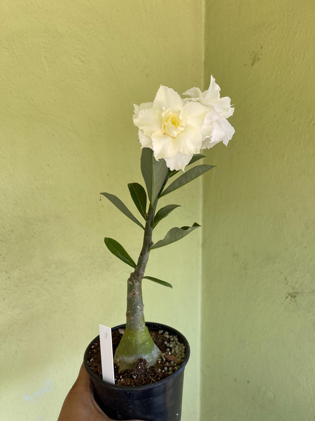 Desert Rose White Knight / RARE! Grafted Impported From Indonesia ...