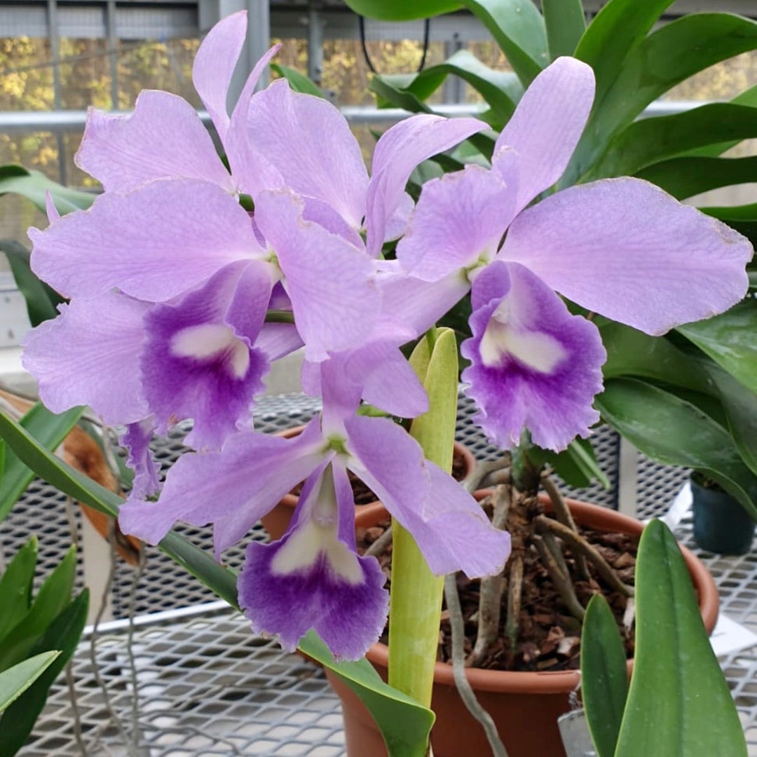 Rhyncattleanthe Volcano Blue 'volcano Queen' / Rth. Lois Mcneil ...