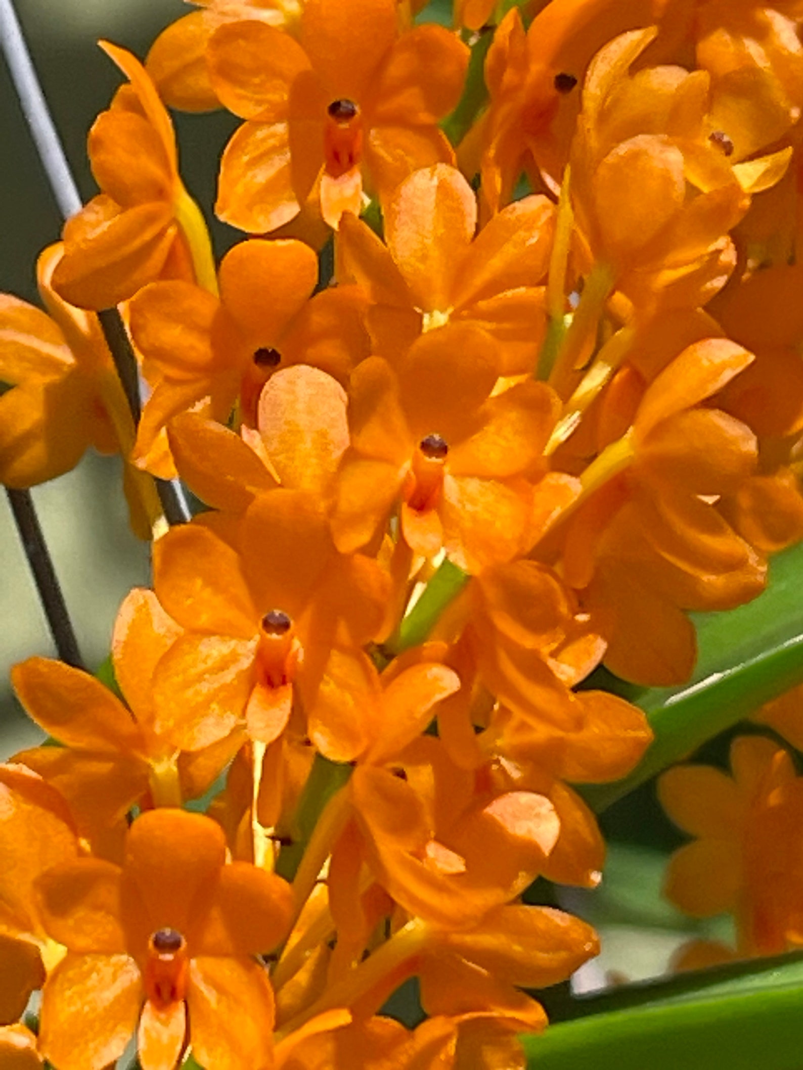 Ascocentrum Miniatum / Vanda Miniatum - Etsy