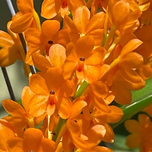 Ascocentrum Miniatum / Vanda Miniatum - Etsy