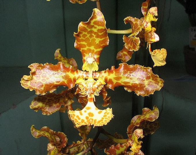Rare and Hard to Find!! Trichocentrum Stacyi, Oncidium Stacei. - Etsy