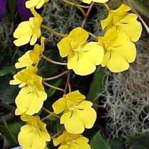 Zelenkoa Onusta / Oncidium - Etsy