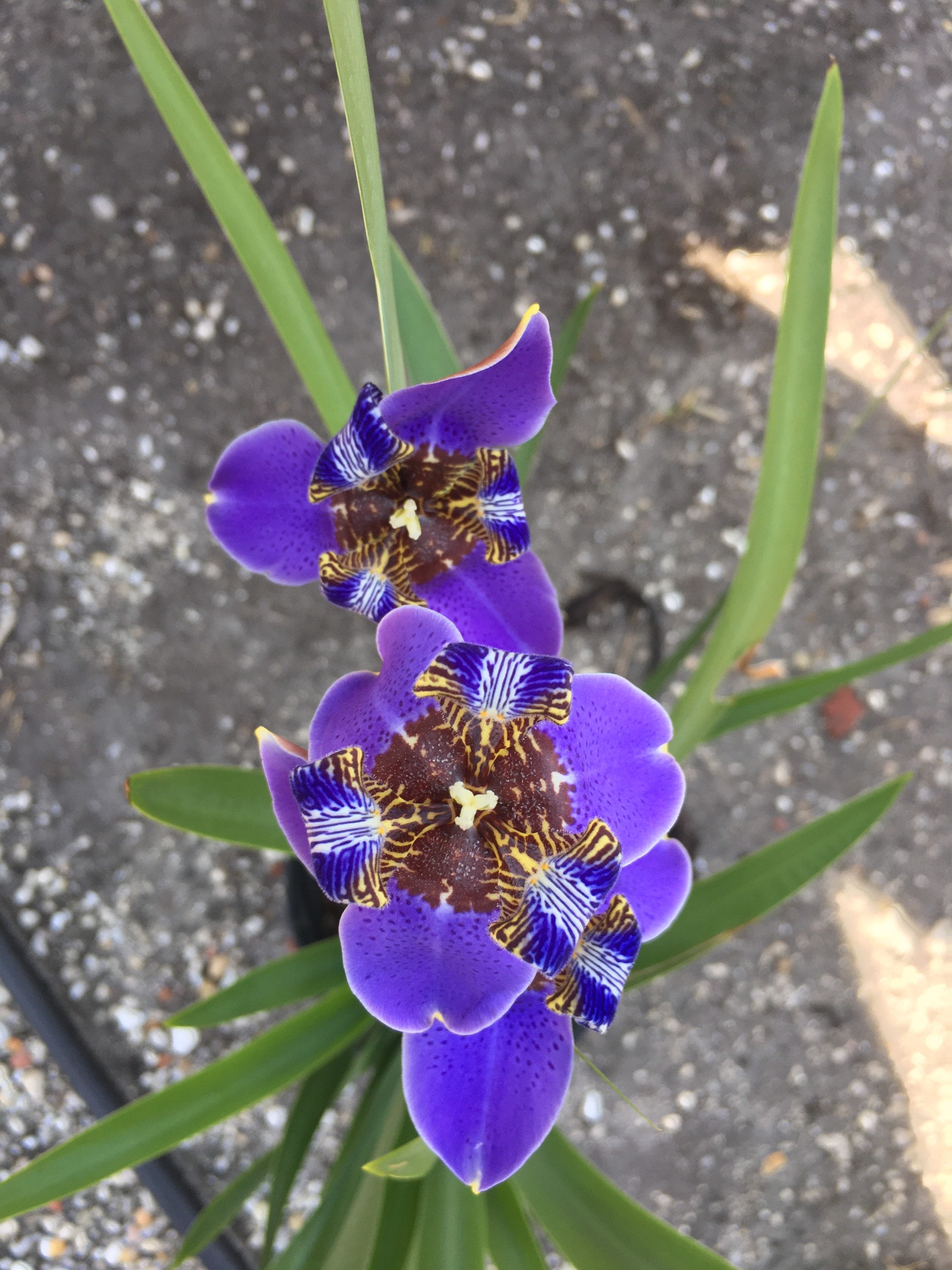 Walking Iris / Iris Giganticaerulea / Giant Blue Iris / Blue | Etsy New ...
