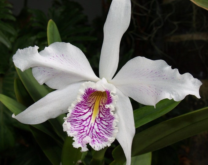 Cattleya Maxima Semi Alba - Etsy