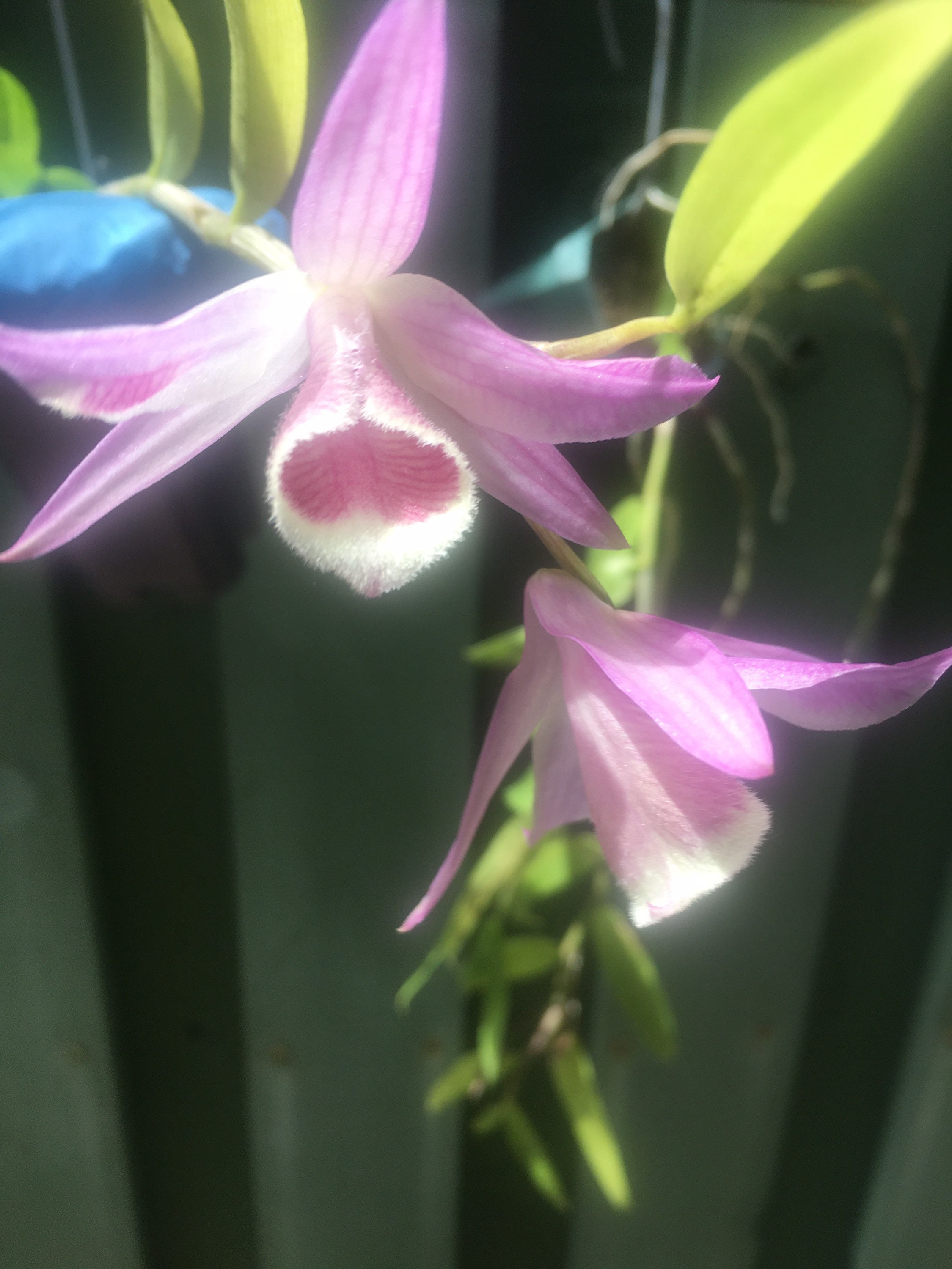 Dendrobium adastra / Orchid / Adrasta / Adastra / Adrastus / | Etsy