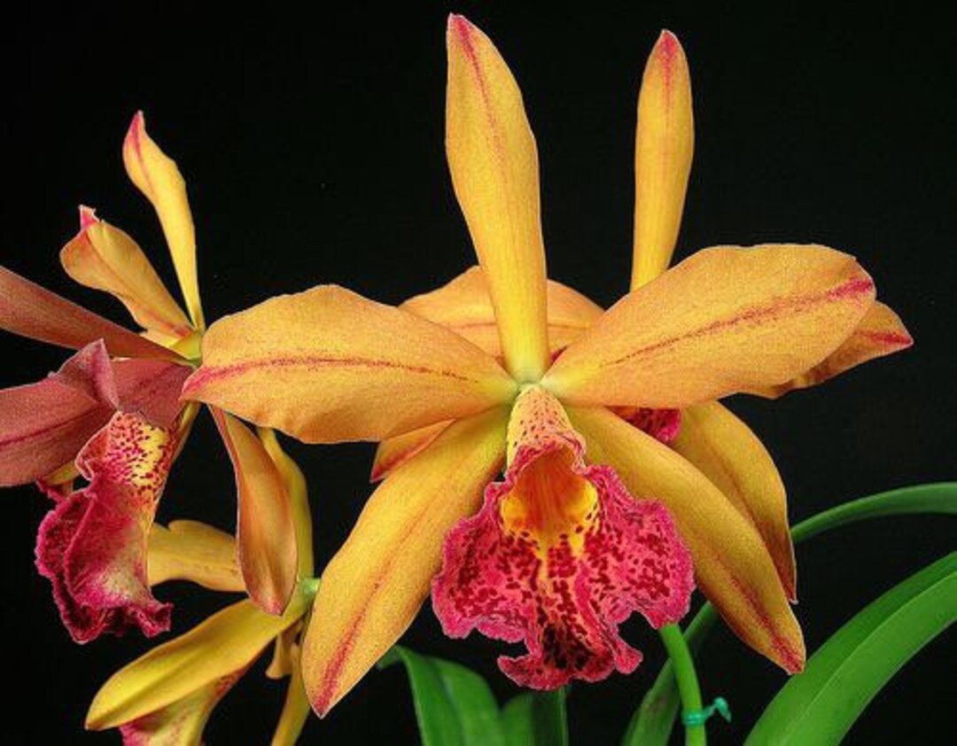 Blc. Copper Queen, Bl. Richard Mueller X Toshia Aok - Etsy