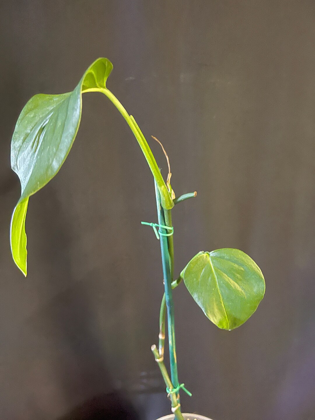 Monstera Small puppy Love - Etsy