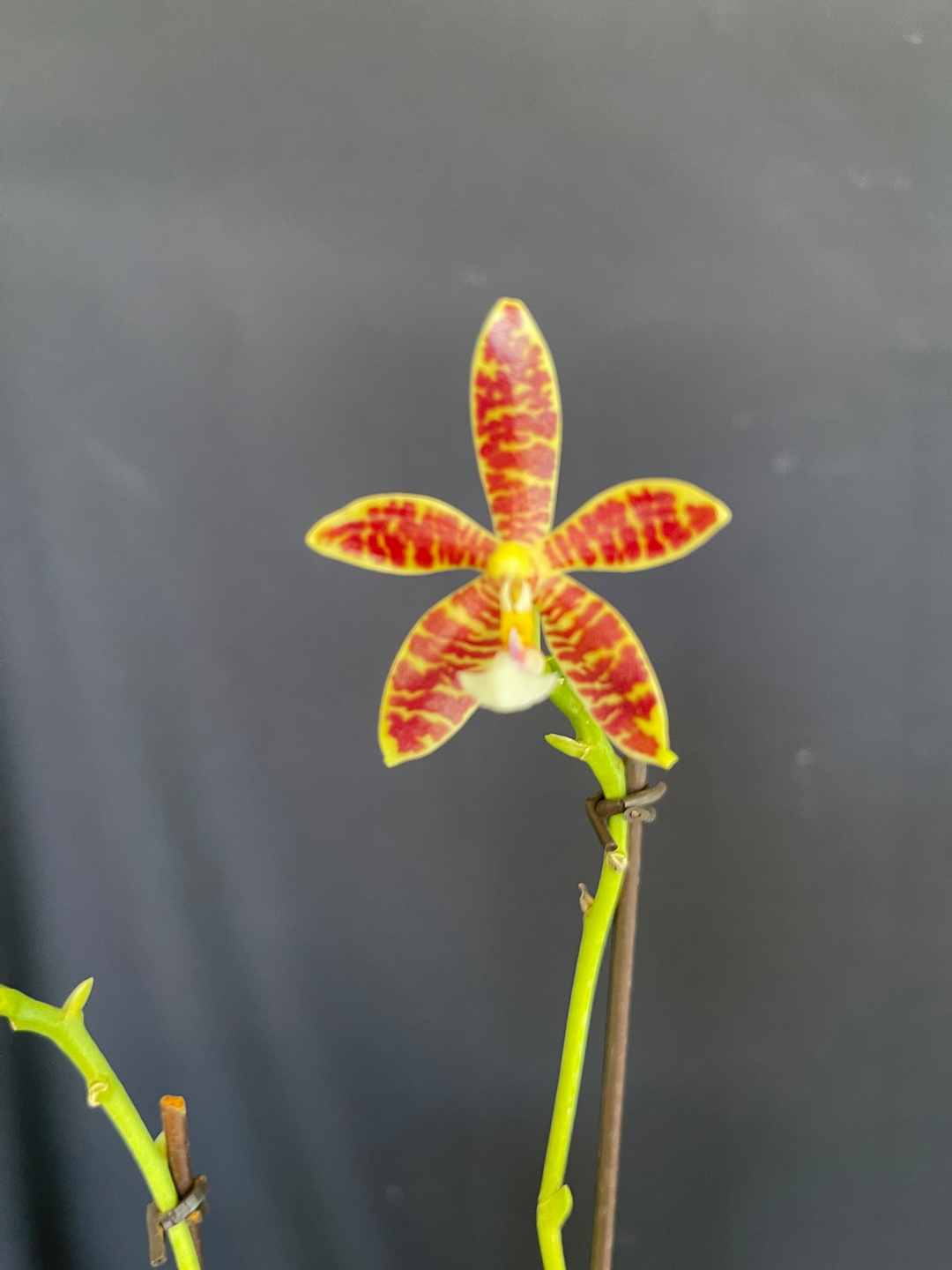 Phalaenopsis Almanis 'sweet' ( Mannii X Tetraspis) - Etsy