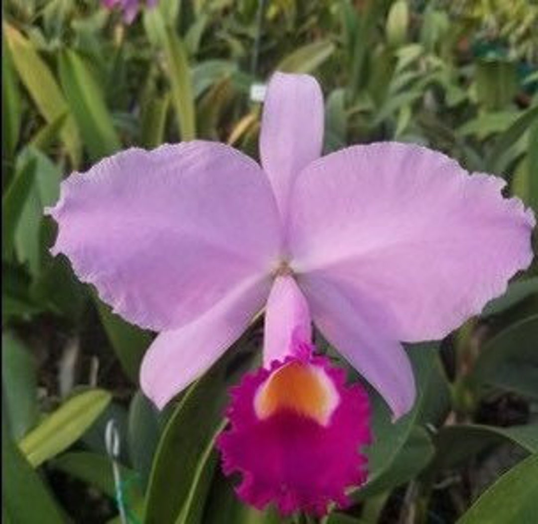 Cattleya Trianae / C. Trianae Elegance X Halloween / C. Trianae ...