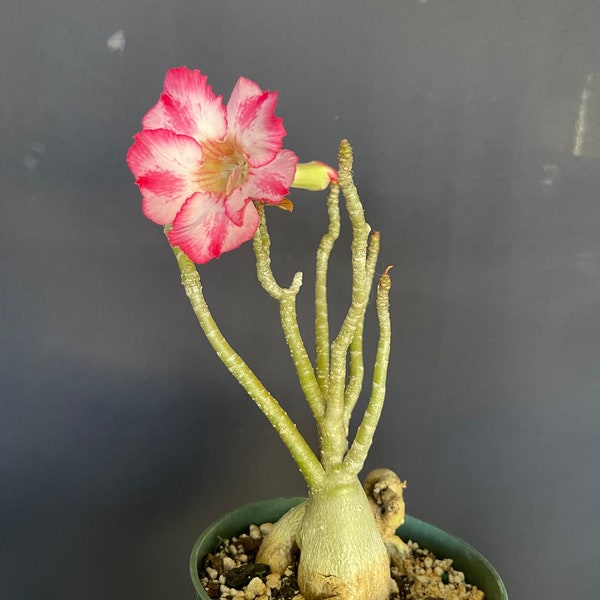 Desert Rose Live Plant - Etsy