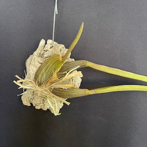 Zelenkoa Onusta / Oncidium - Etsy