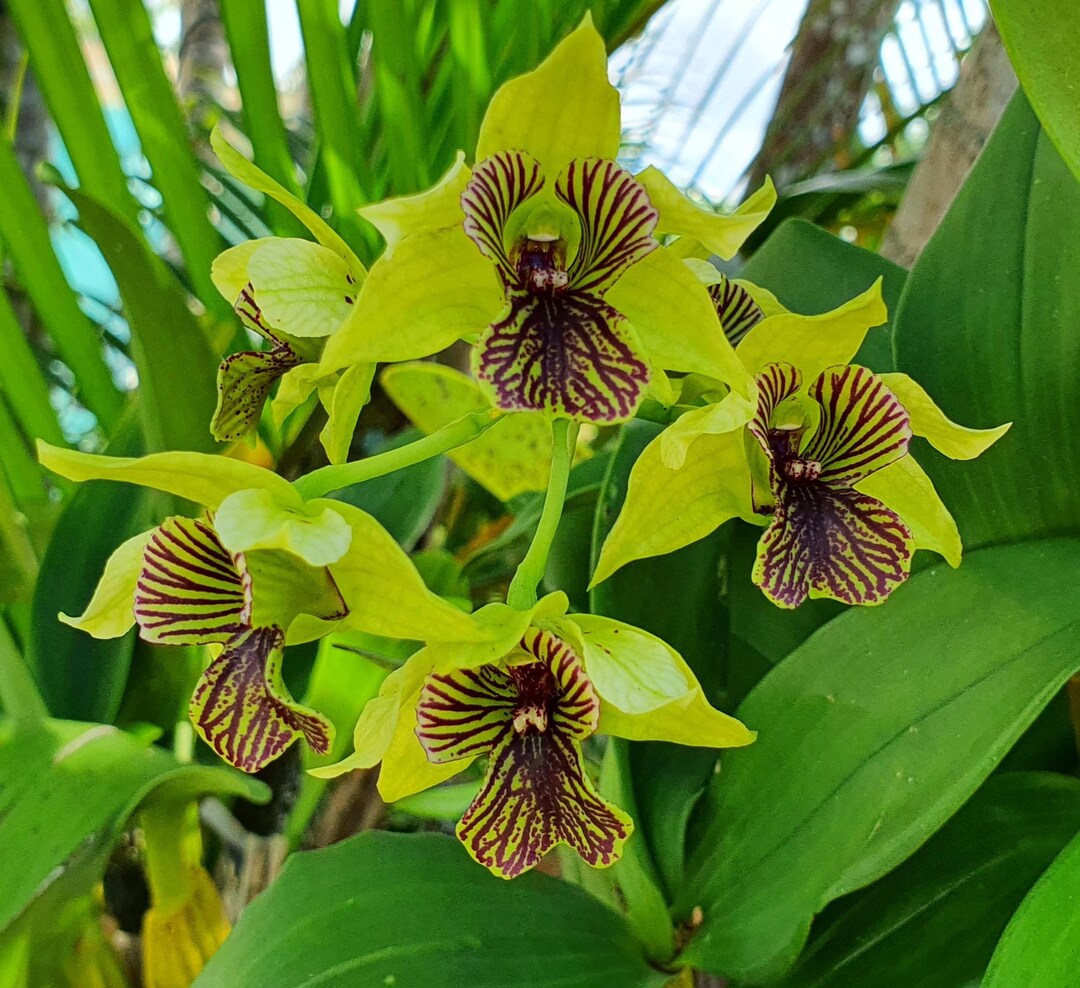 Dendrobium Green Flash dendrobium Andreé Millar Dendrobium Convolutum ...