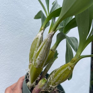 Dendrobium Chrysotoxum Var Suavissimum, Rare Hard to Find, the Golden ...