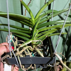 Ascocentrum Miniatum / Vanda Miniatum - Etsy