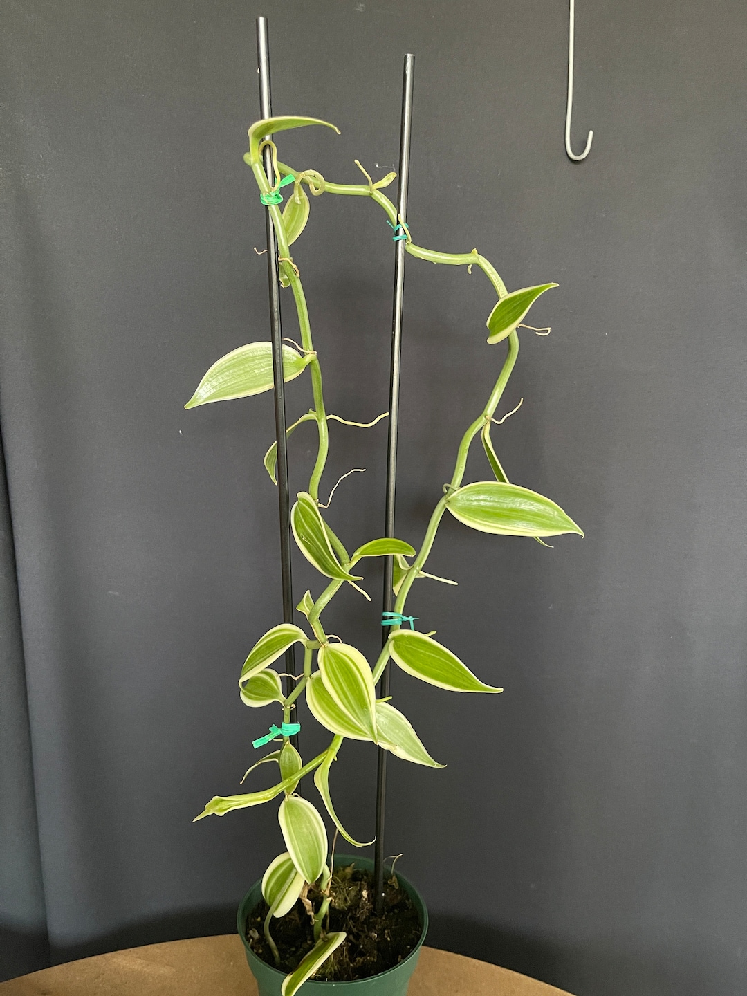 Vanilla Planifolia Albo Marginated / Vanilla Planifolia Green Variegated - Etsy