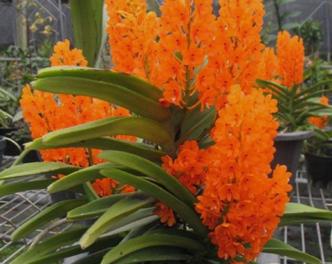 Ascocentrum Miniatum / Vanda Miniatum | Etsy