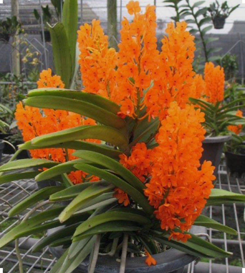 Ascocentrum Miniatum / Vanda Miniatum - Etsy