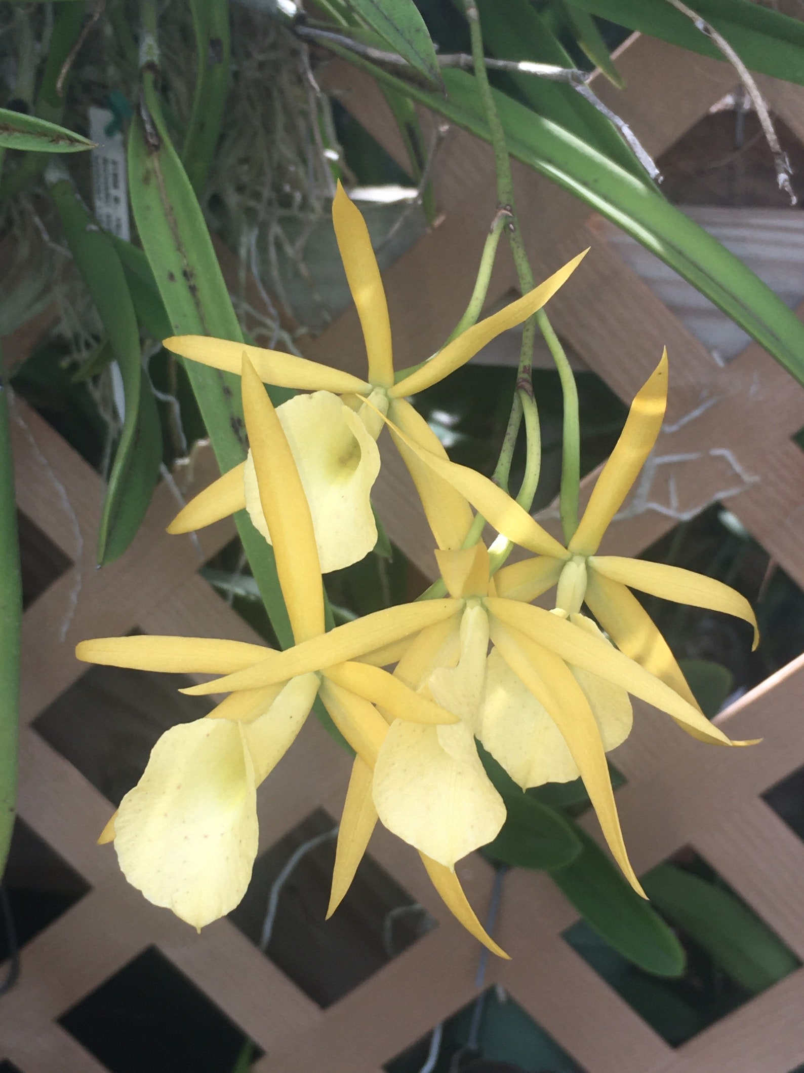 Bl. Yellow Bird richard Mueller X B. Nodosa - Etsy