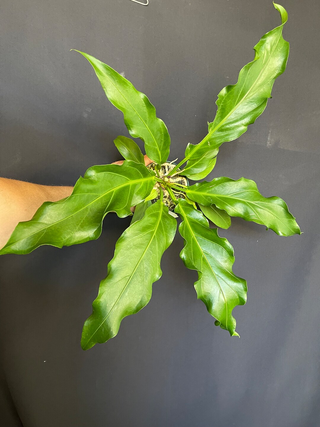 Anthurium Plowmanii rancho Ruffles - Etsy