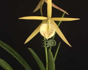 Orchid Plant Bl. Yellow Bird bc. Richard Mueller X B. Nodosa Potted 3 ...