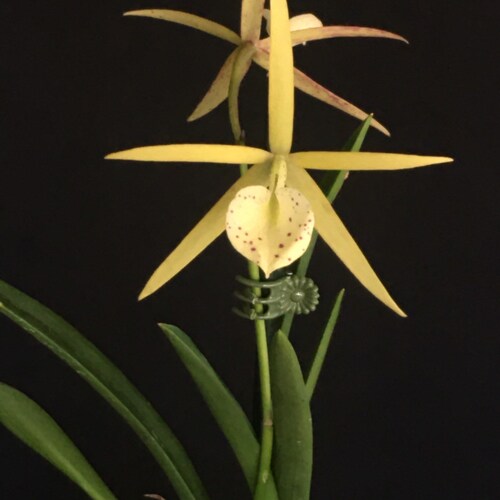 Bc. Yellow Bird B. Nodosa X Bc. Richard Mueller EASY - Etsy