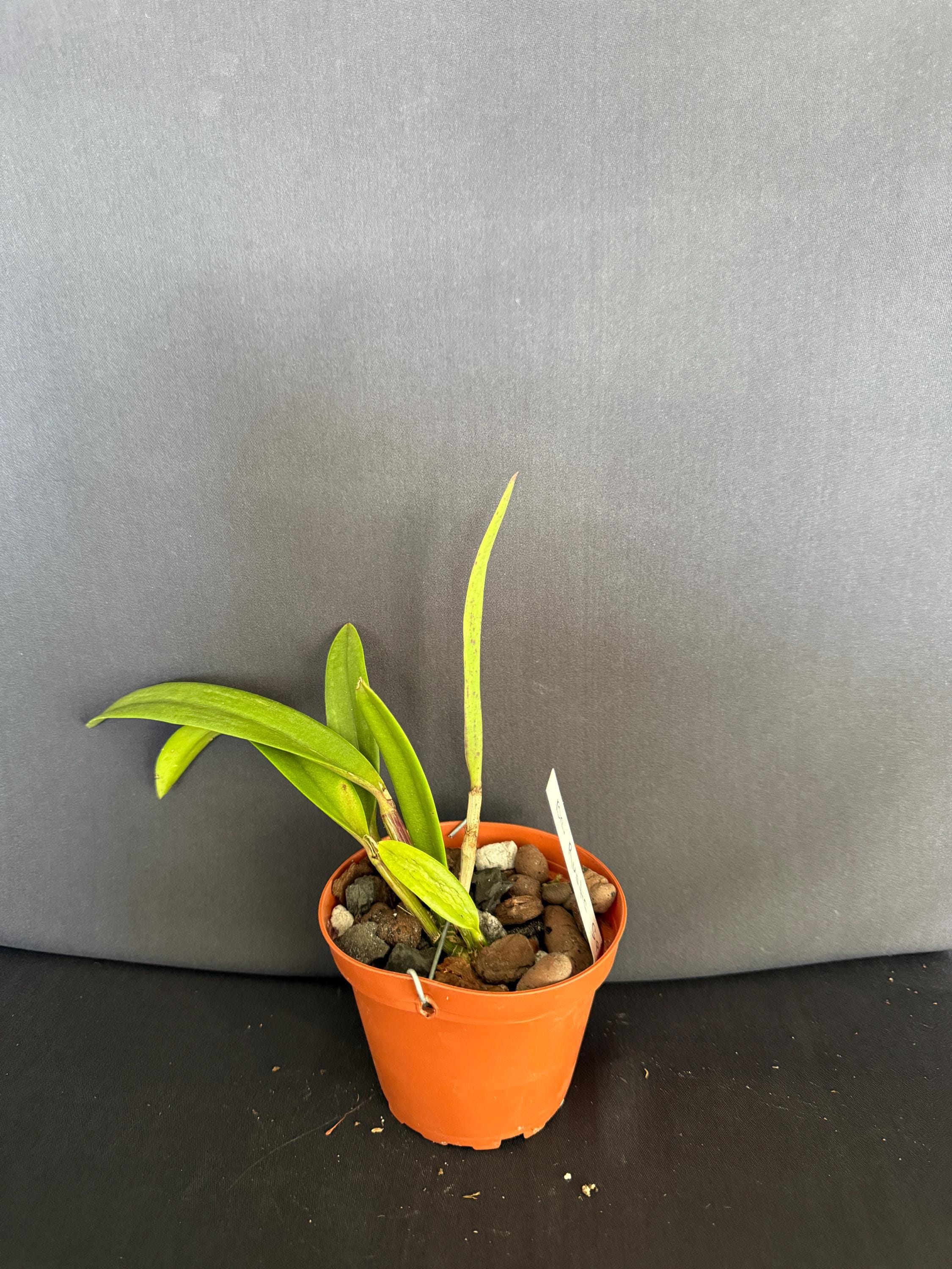 Bc. Rustic Spot #3 (4" Pot) - Etsy