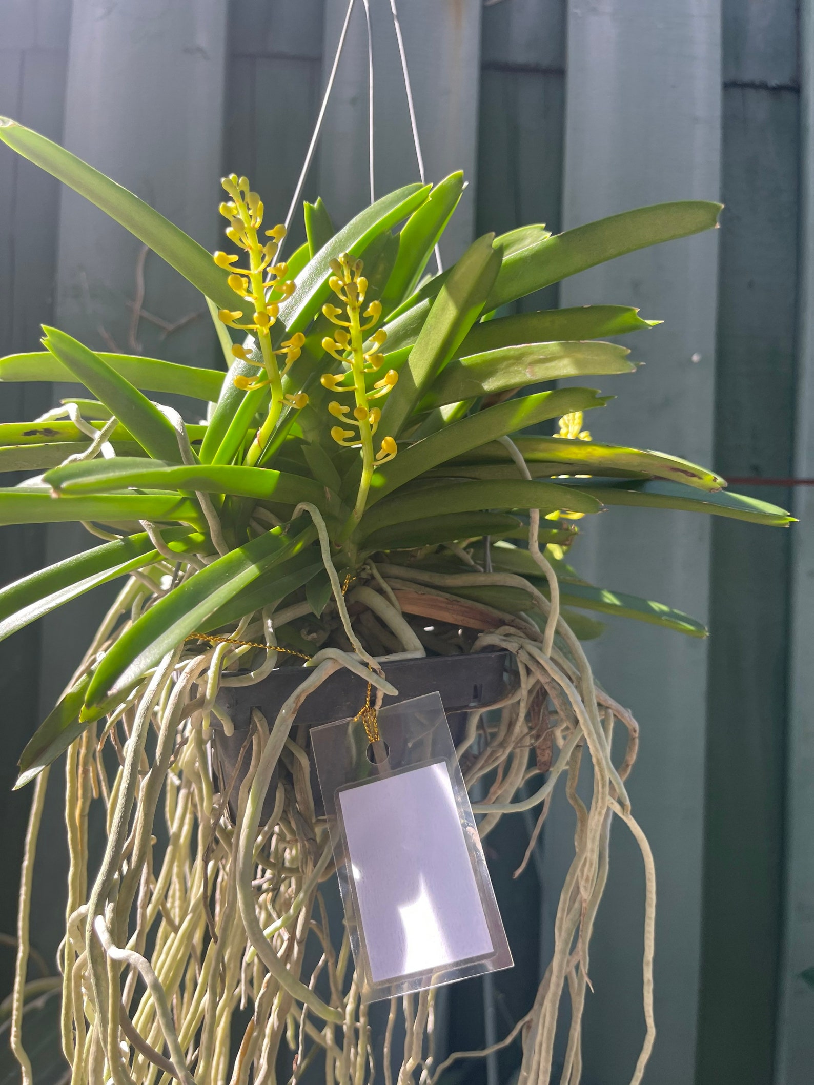 Ascocentrum Miniatum / Vanda Miniatum - Etsy