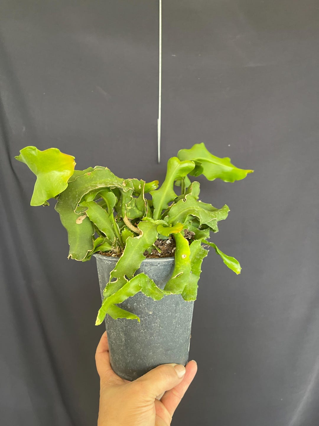 Curly Sue Cactus /succulent / Epiphyllum Guatemalense F. Monstrose - Etsy