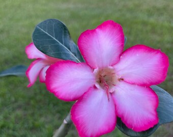 Double Desert Rose - Etsy