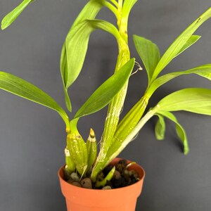 Dendrobium Chrysotoxum Var Suavissimum, Rare Hard to Find, the Golden ...