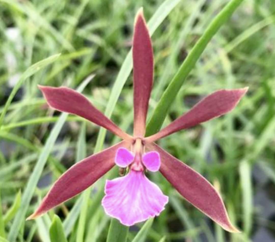 Encyclia Borincana Encyclia Bractescens 4N - Etsy