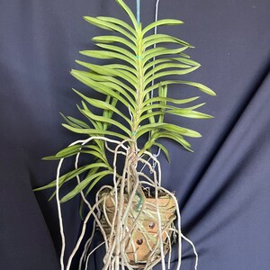 Vanda Green Light / Vanda (neofinetia) Falcata X Vanda (christensonia ...