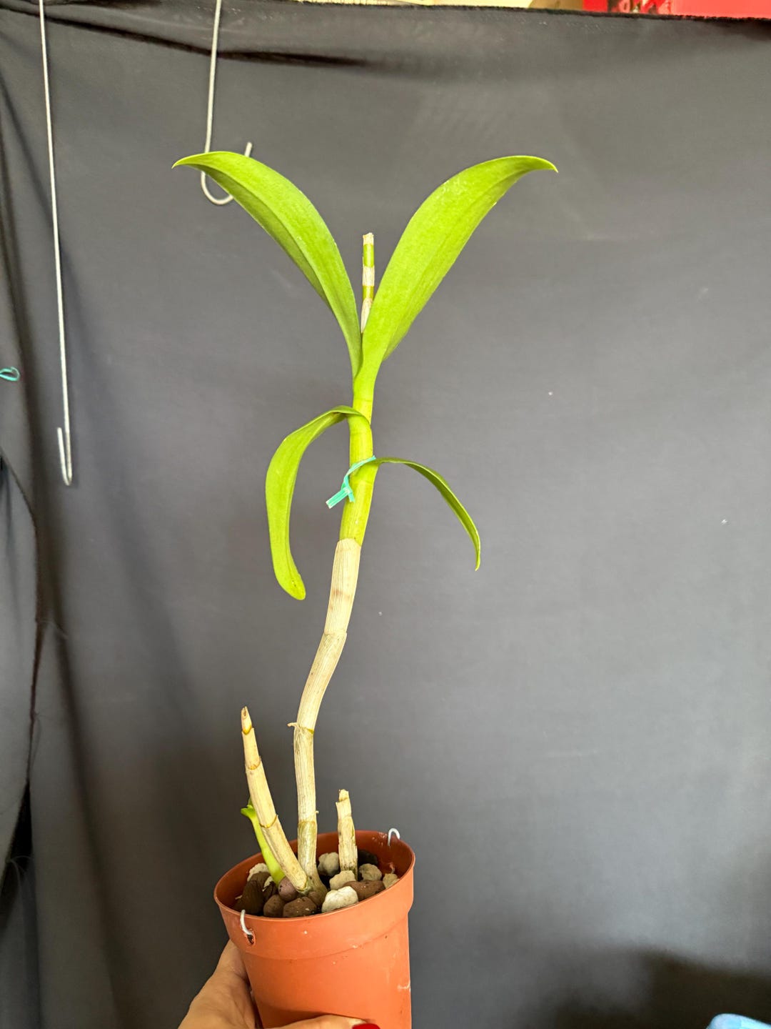 Dendrobium Sakda Blue - Etsy