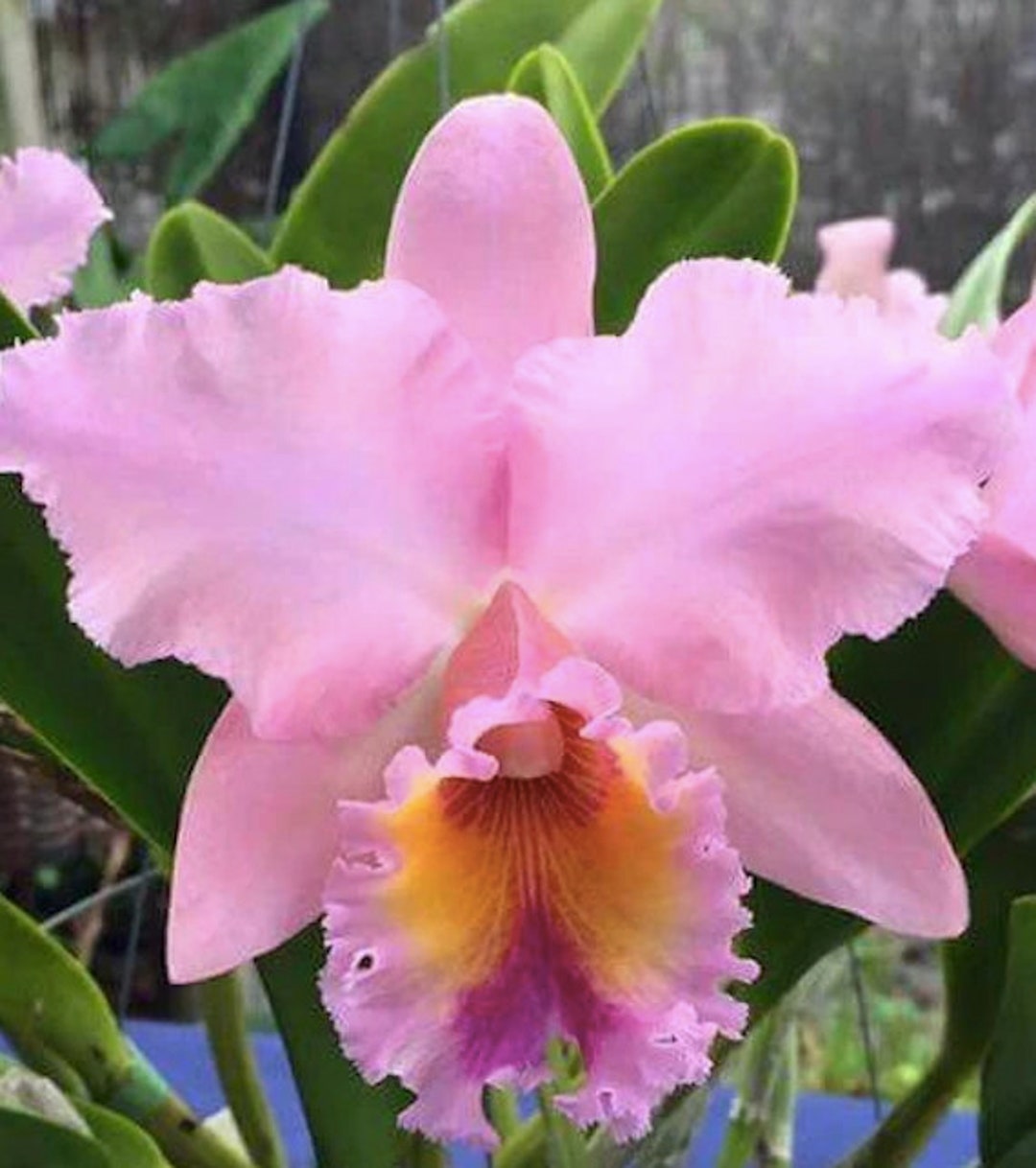 Rlc. George King 'serendipity' - Etsy