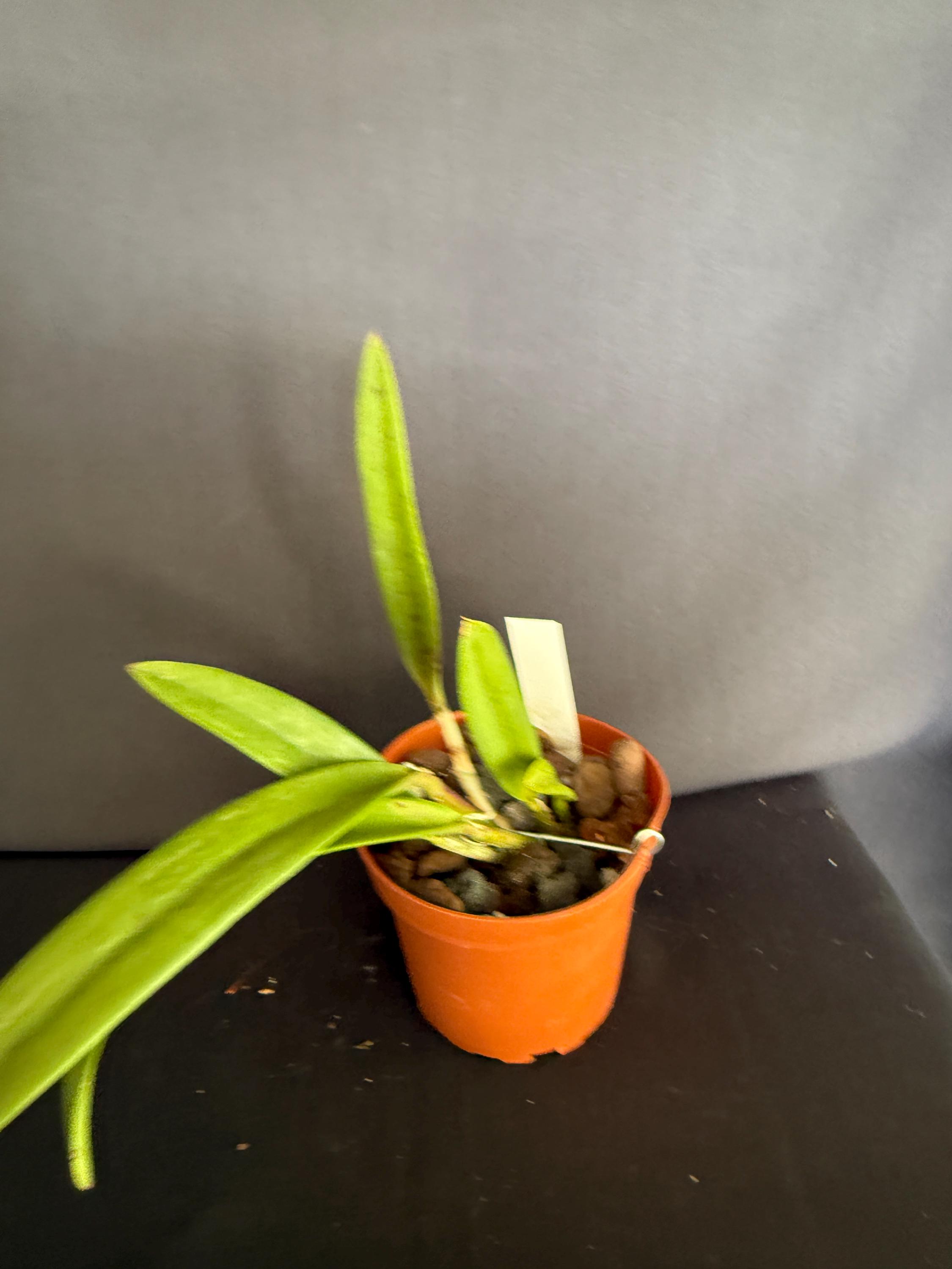 Bc. Rustic Spot #3 (4" Pot) - Etsy