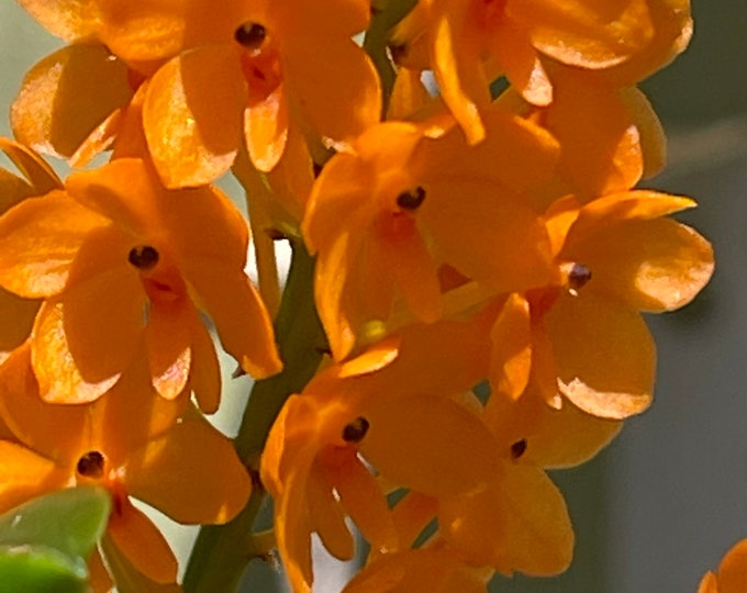 Ascocentrum Miniatum / Vanda Miniatum - Etsy