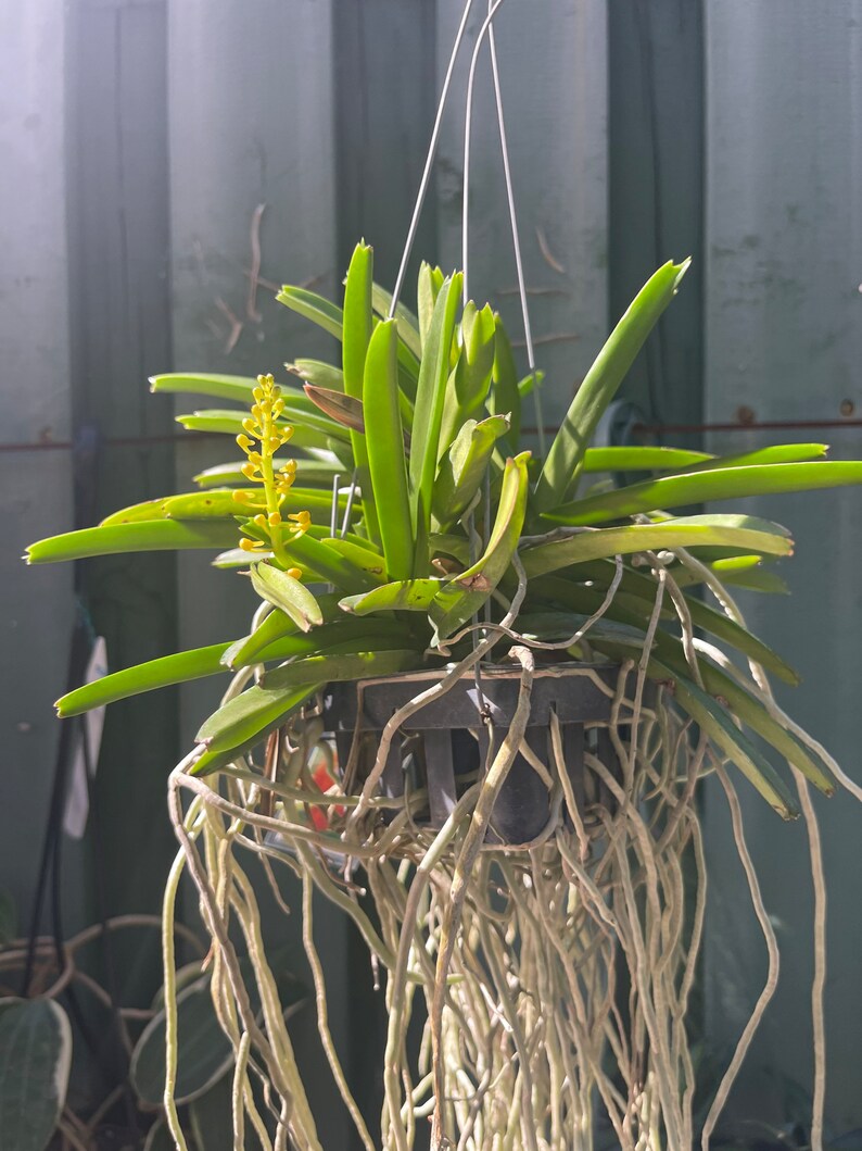 Ascocentrum Miniatum / Vanda Miniatum - Etsy