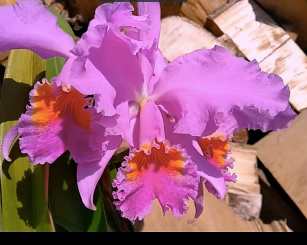 Cattleya Mossiae Yellow Lip X Coerulea 'pablo' - Etsy