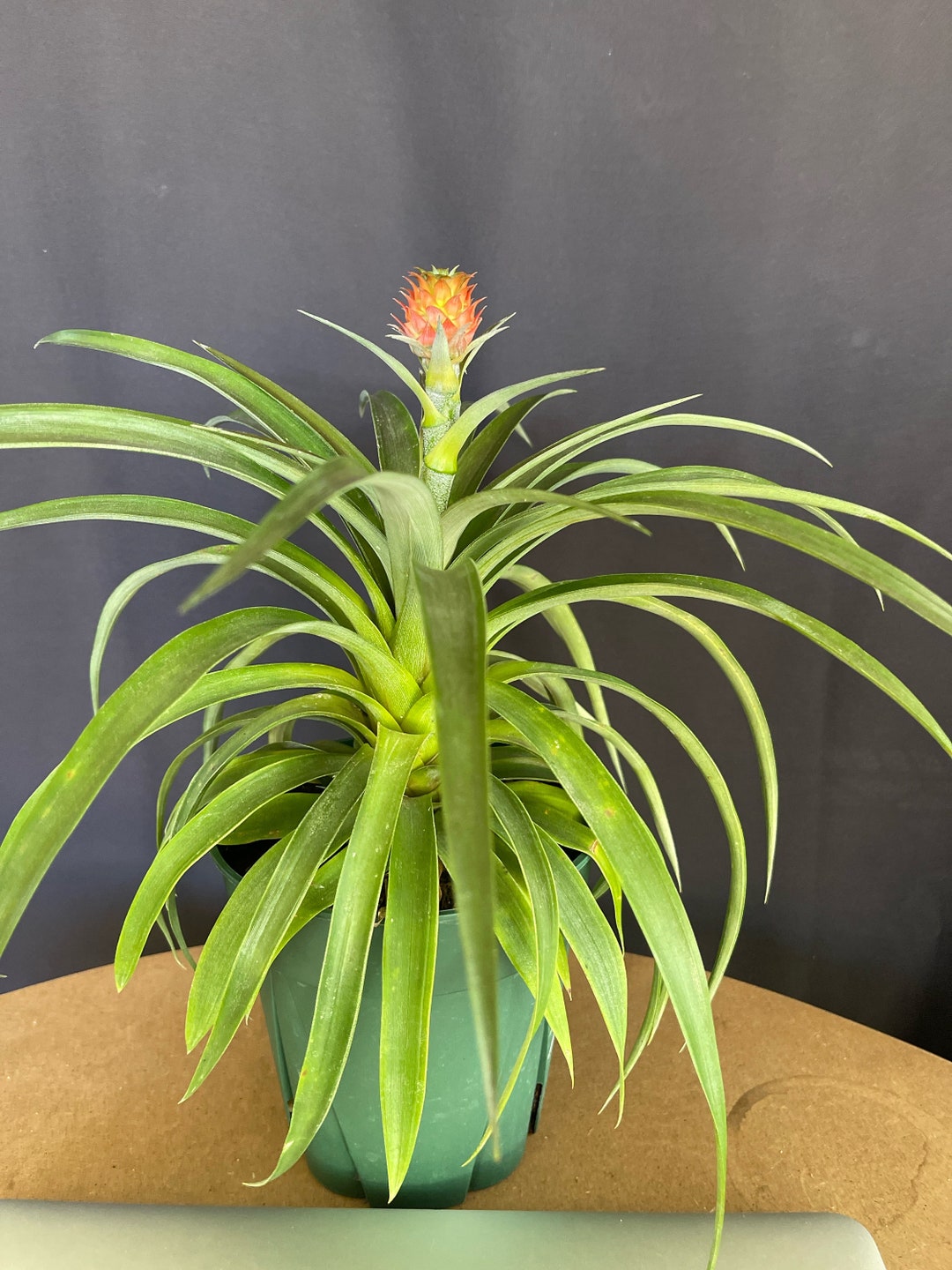 Ananas Comosus Dwarf Pineapple / Ornamental Pineapple - Etsy
