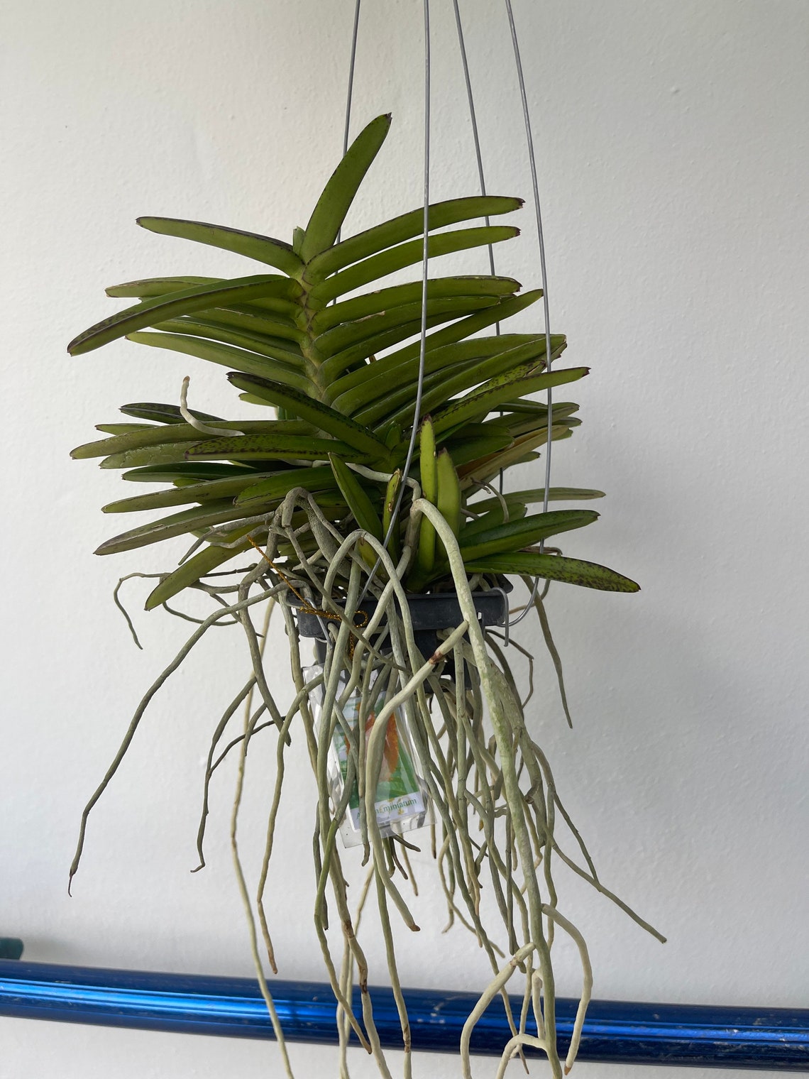 Ascocentrum Miniatum / Vanda Miniatum - Etsy