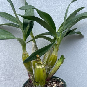 Dendrobium Chrysotoxum Var Suavissimum, Rare Hard to Find, the Golden ...