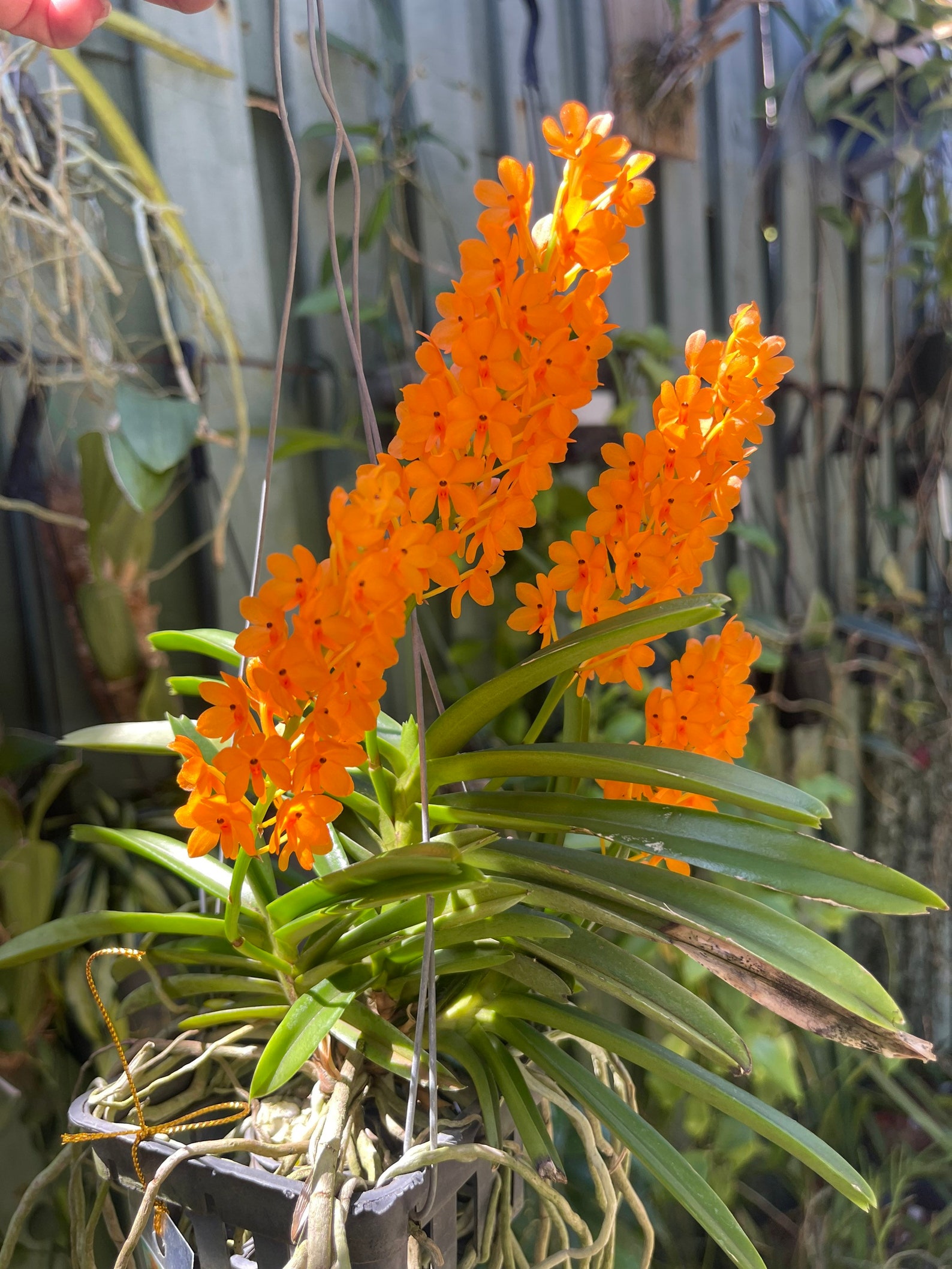 Ascocentrum Miniatum / Vanda Miniatum - Etsy