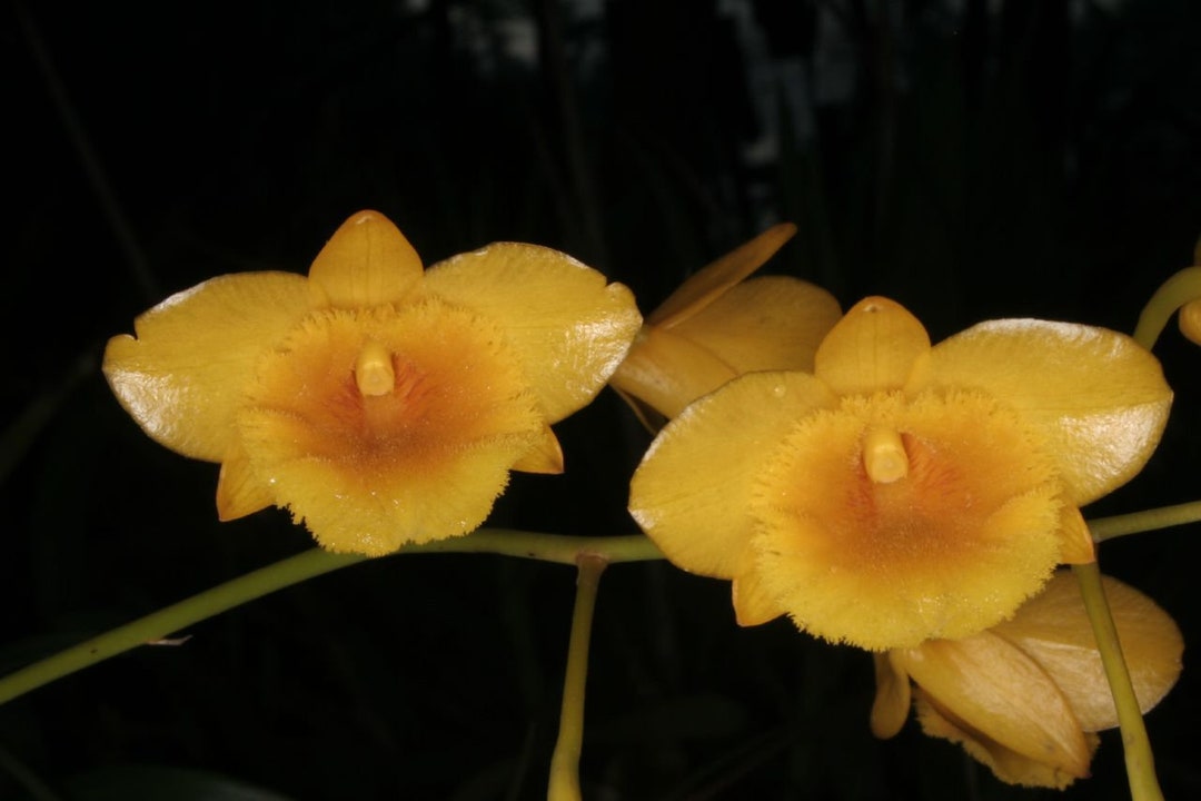 Dendrobium Chrysotoxum Var Suavissimum, Rare Hard to Find, the Golden ...