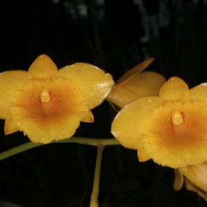 Dendrobium Chrysotoxum Var Suavissimum, Rare Hard to Find, the Golden ...