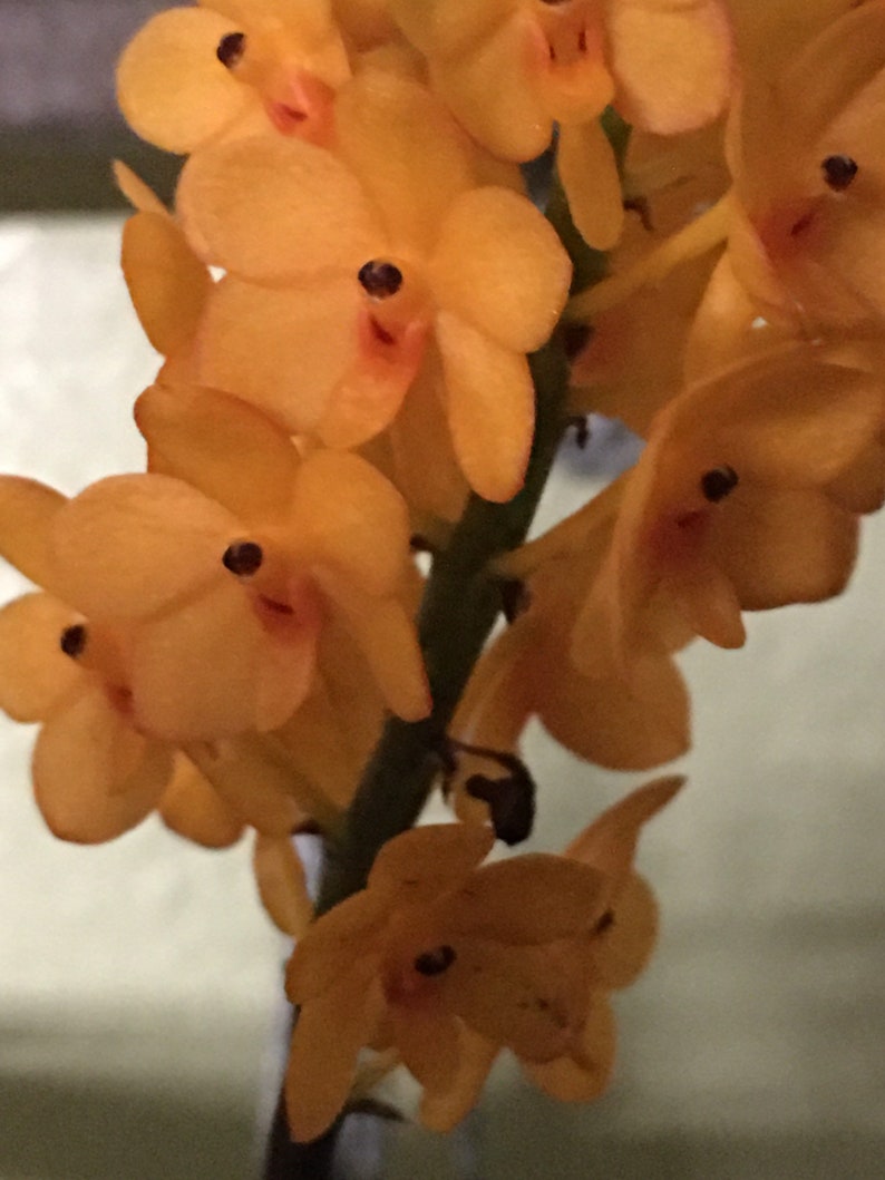 Ascocentrum Miniatum / Vanda Miniatum - Etsy