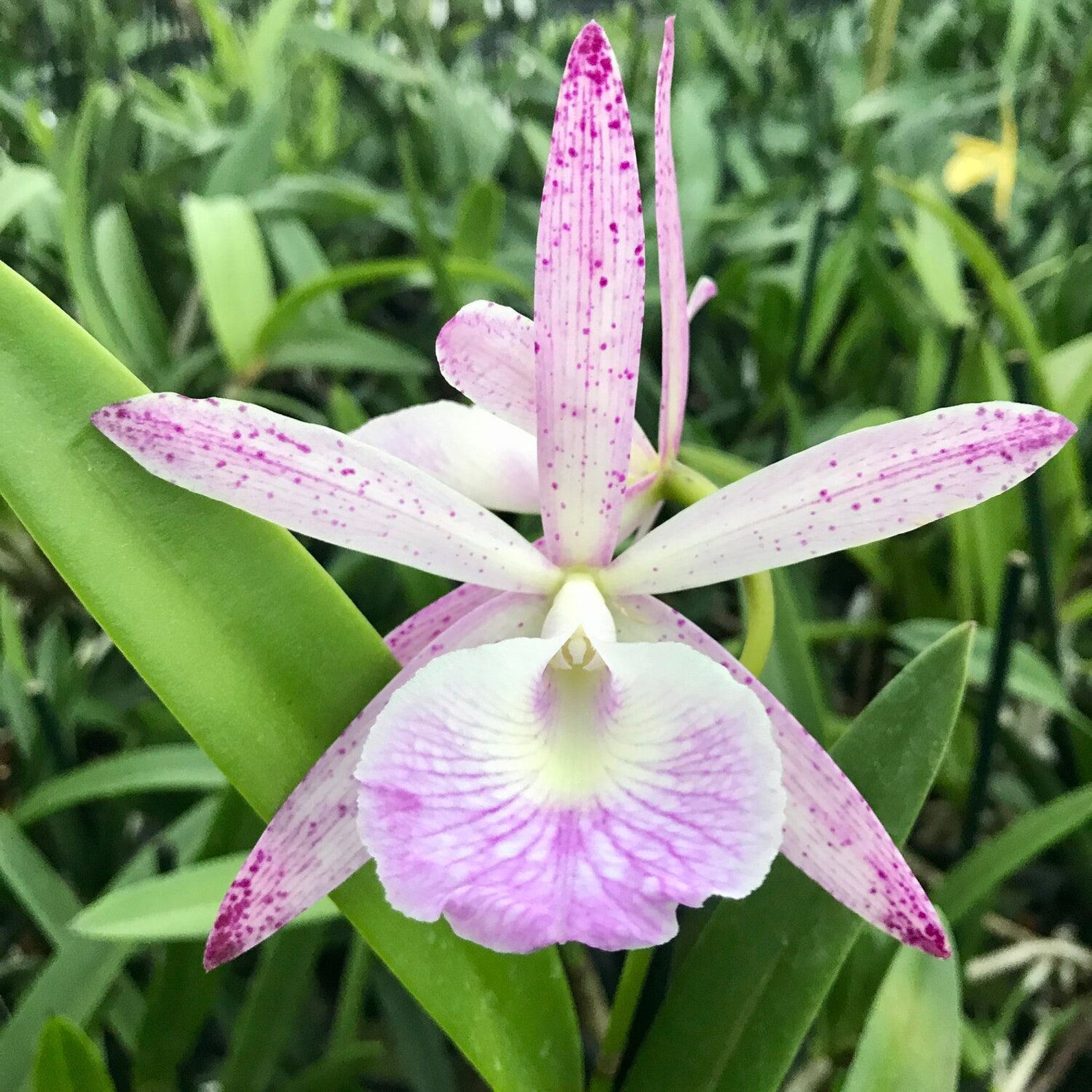 Cattleya Summer Spot X Brassavola Nodosa | Etsy